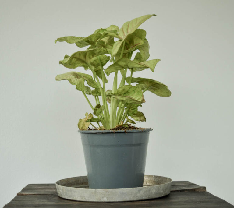 Syngonium podophyllum 'Golden allusion' - size big - Green Room