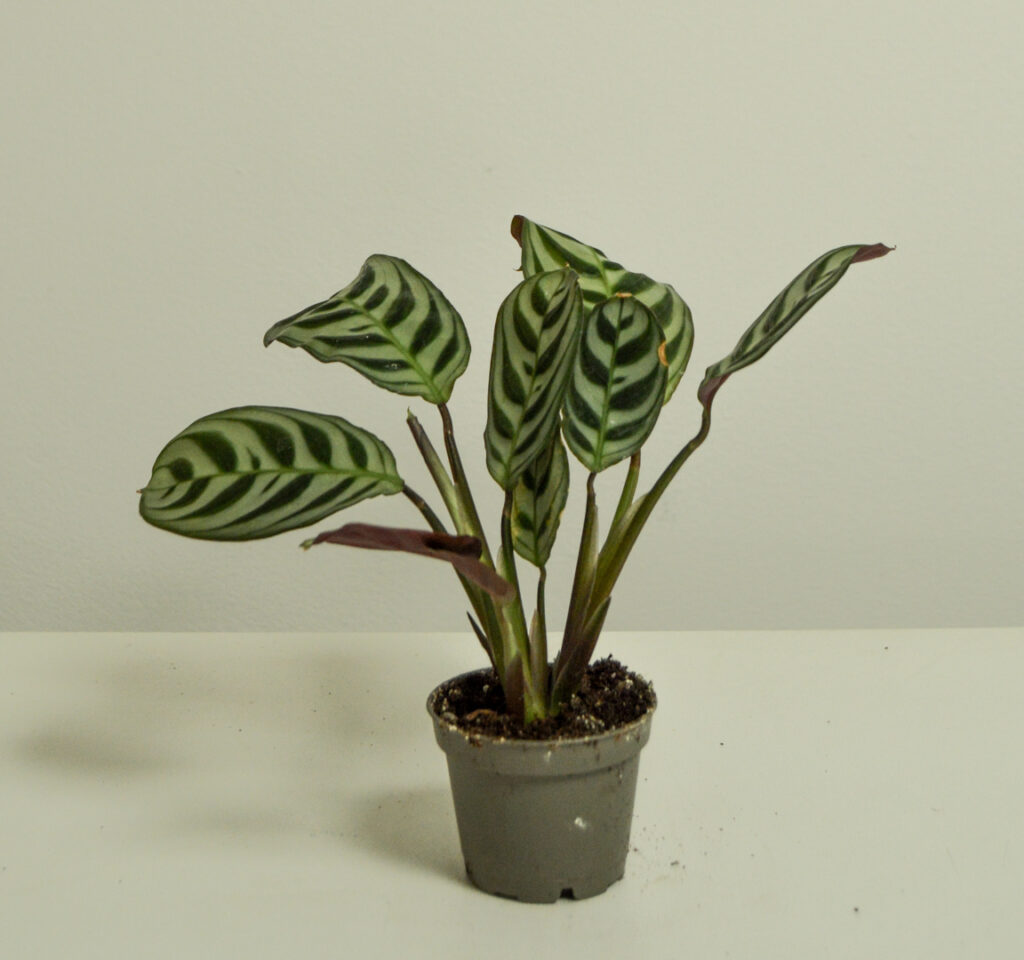 Baby Ctenanthe burle-marxii/ Fishbone prayer plant - Green Room