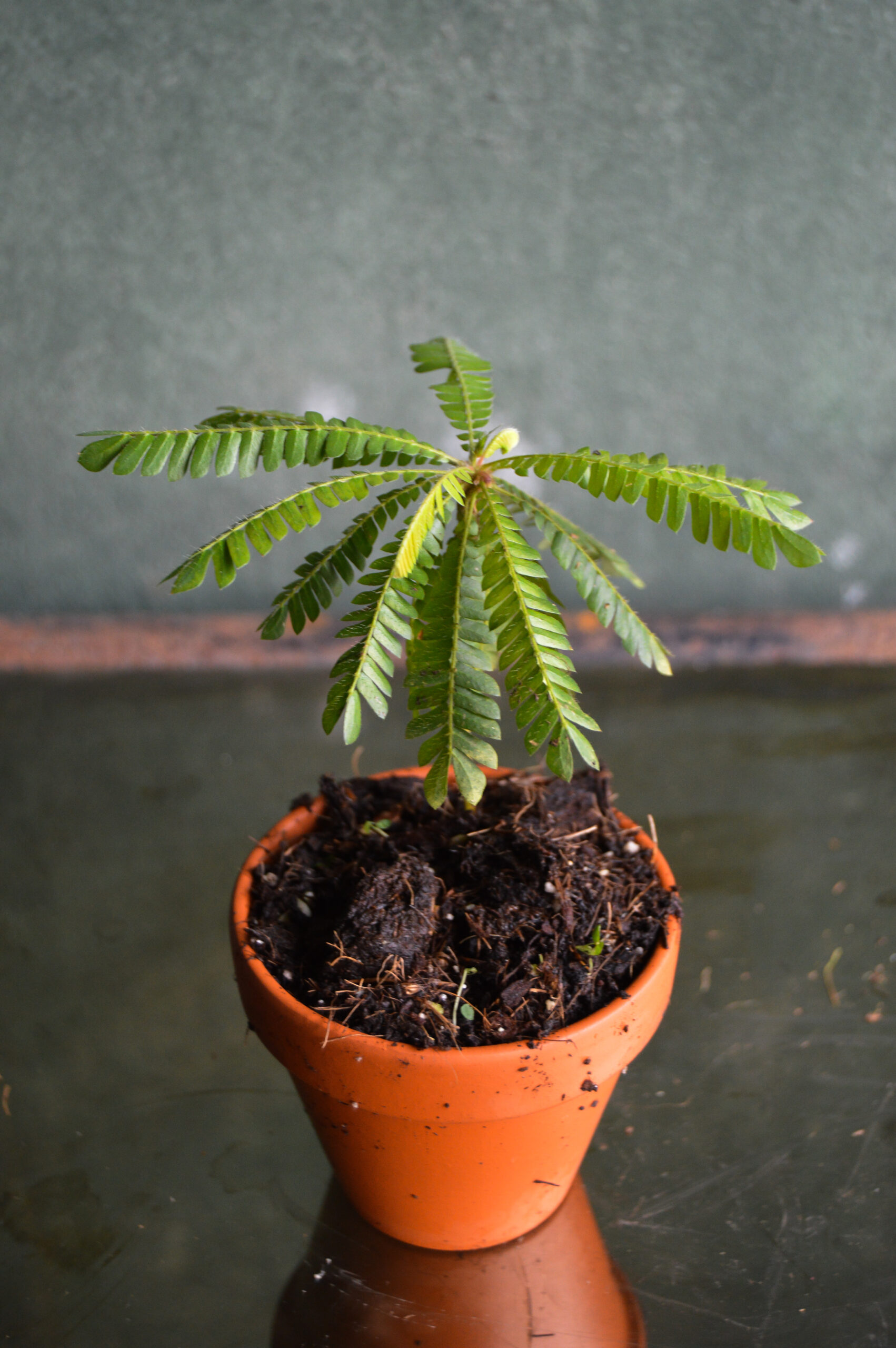 Biophytum sensitivum - Green Room