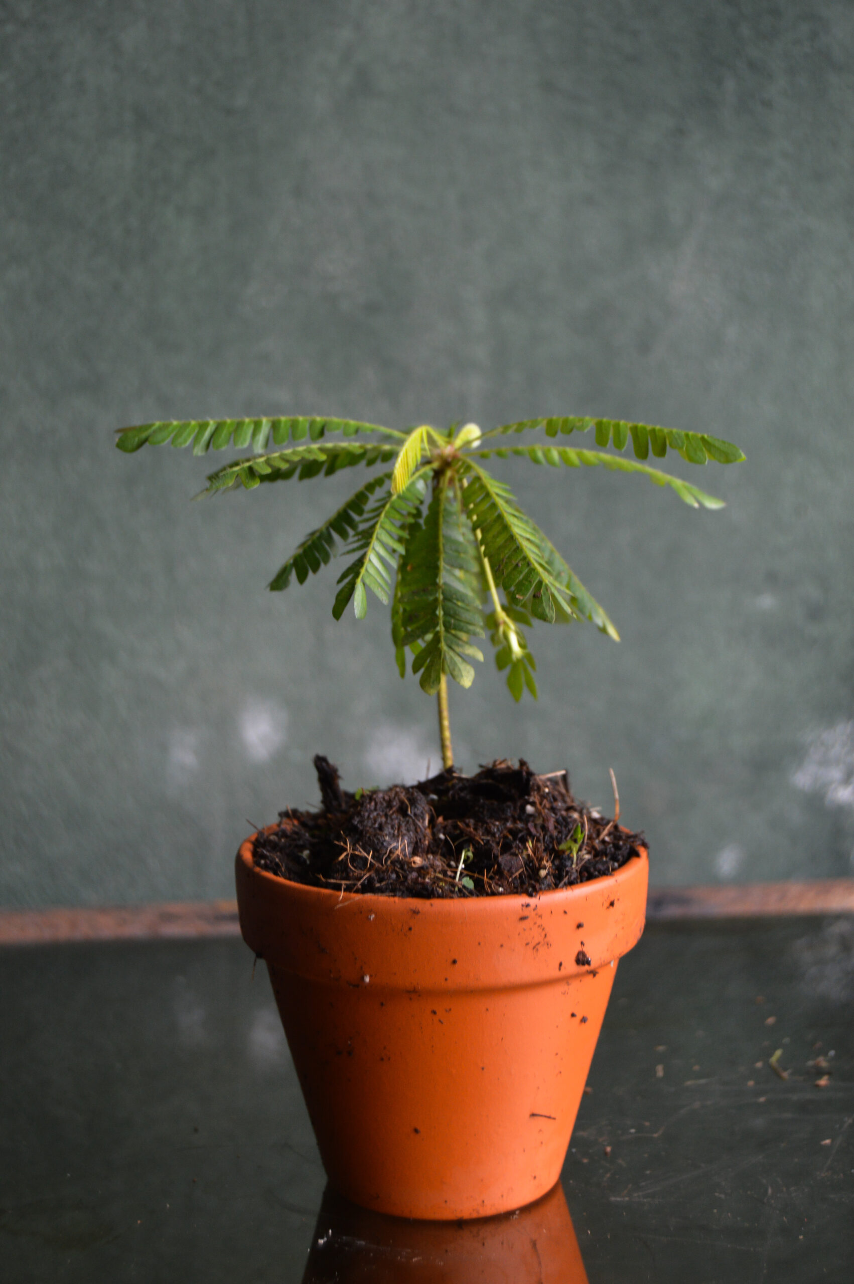Biophytum sensitivum - Green Room